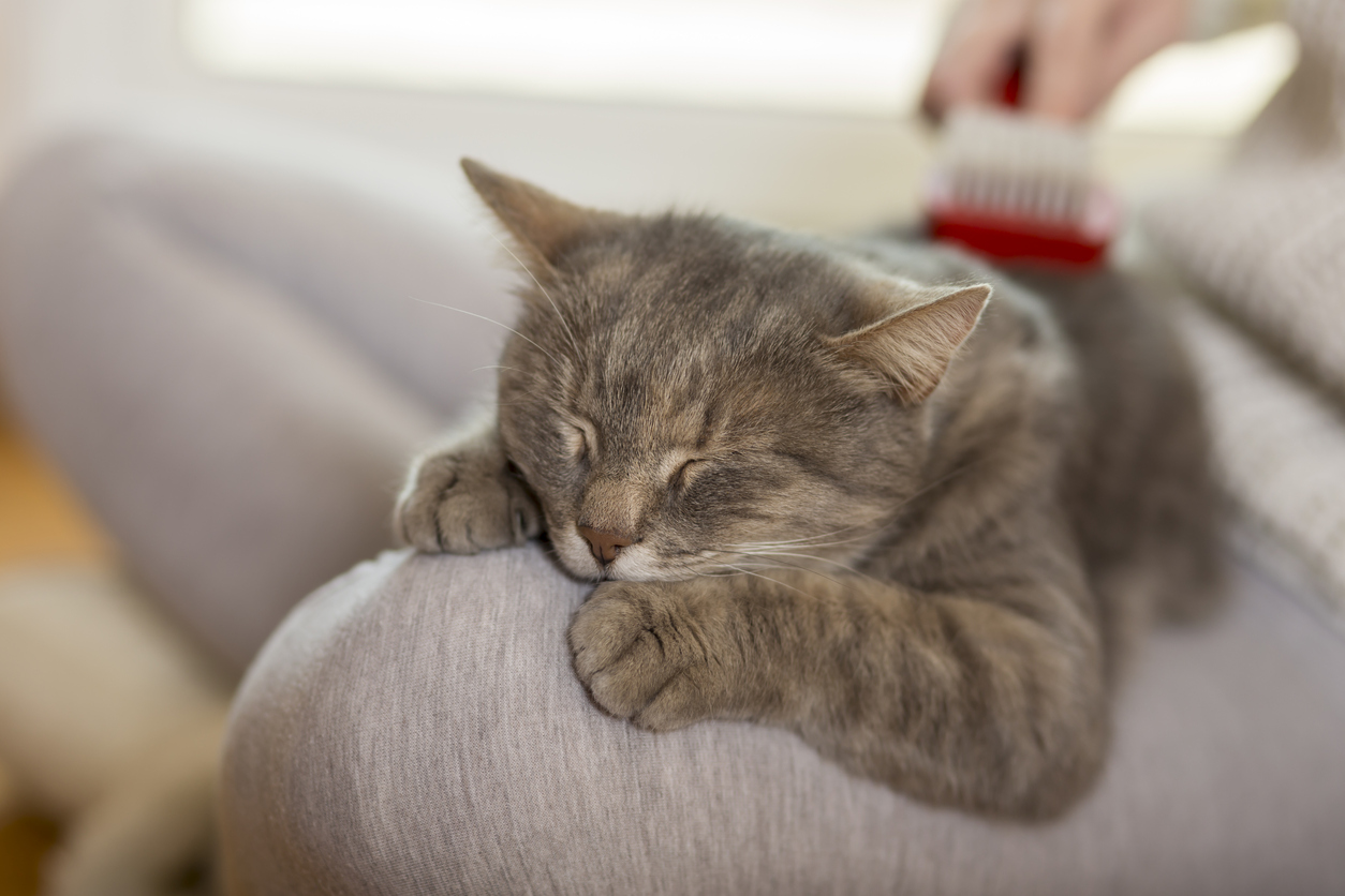 BASIC GUIDELINES FOR DOG AND CAT HYGIENE - Globalvet