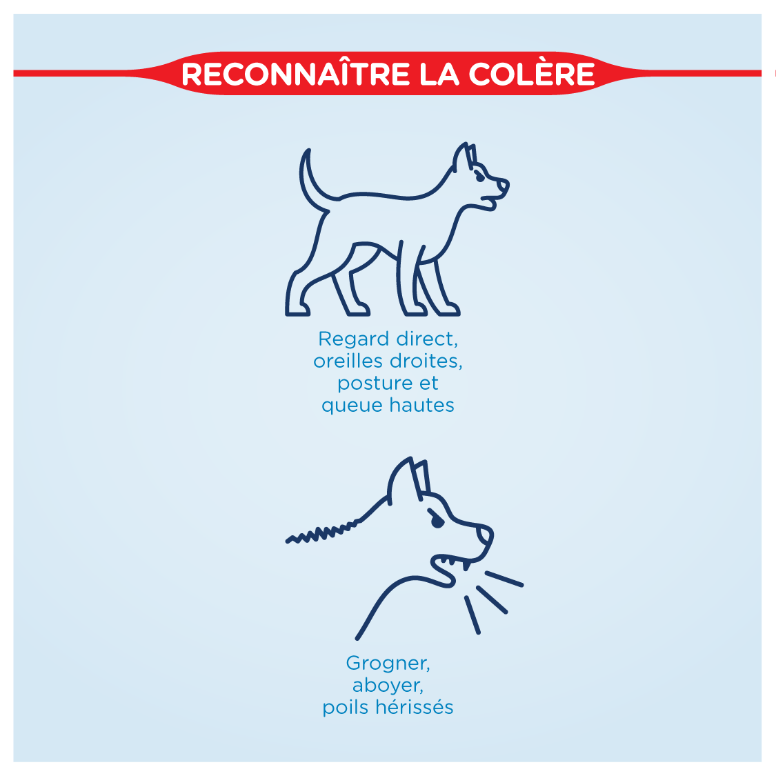 Les émotions de votre chien: comment les reconnaître? - Globalvet