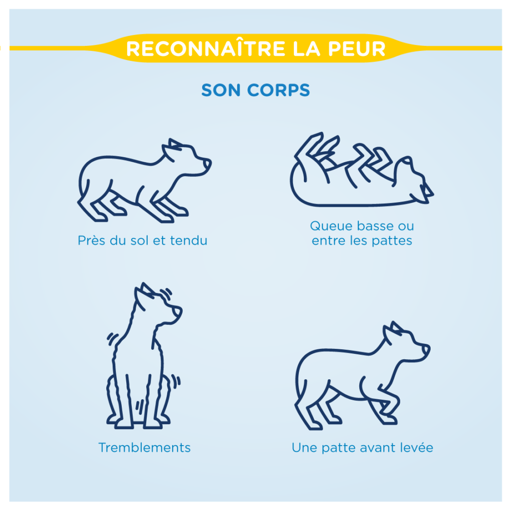 Les émotions de votre chien: comment les reconnaître? - Globalvet